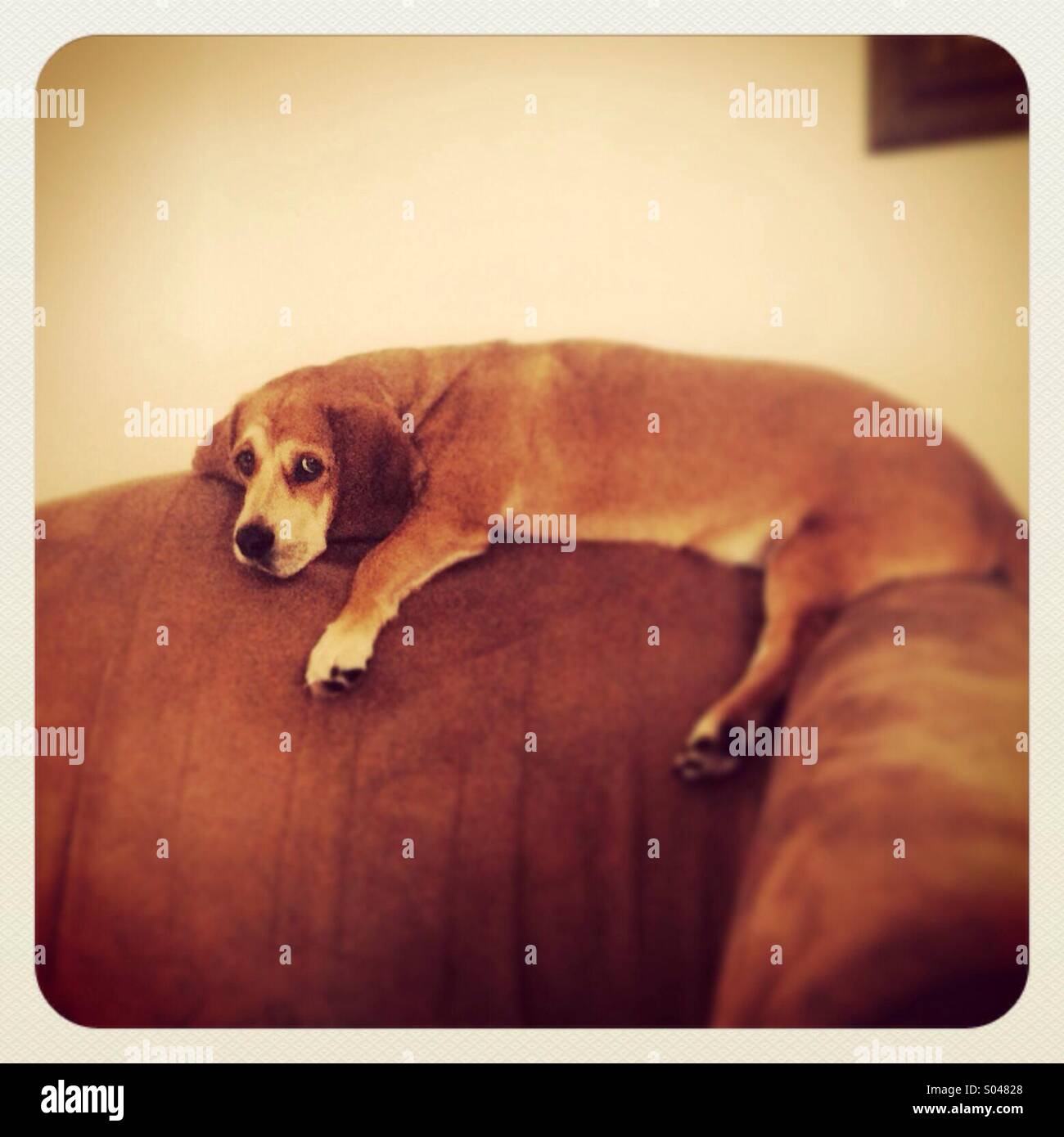 Sad Dog And Cat High Resolution Stock Photography and Images - Alamy