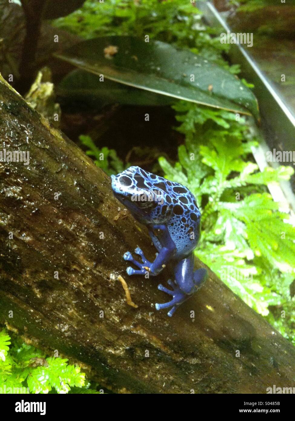 Blue frog hi-res stock photography and images - Alamy