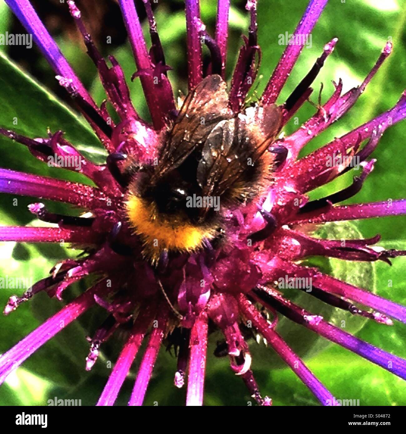 Honey Bee Collecting Nectar Stock Photo - Alamy