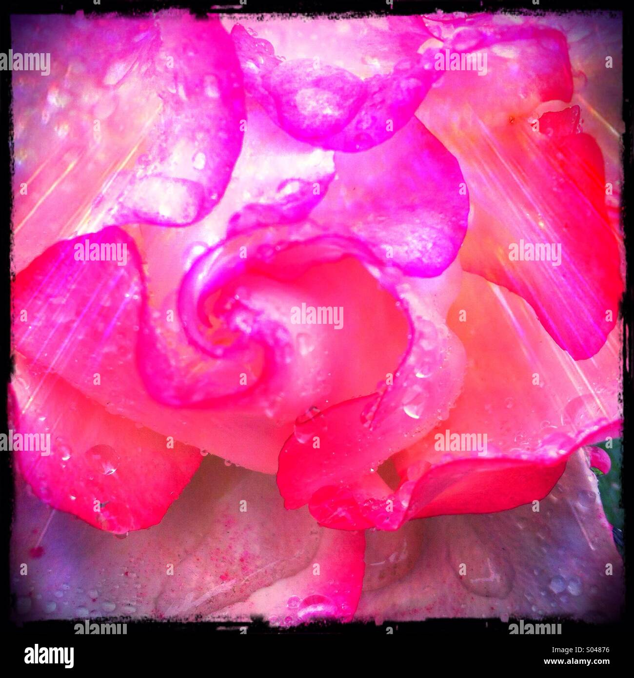 Abstract of rose Stock Photo - Alamy