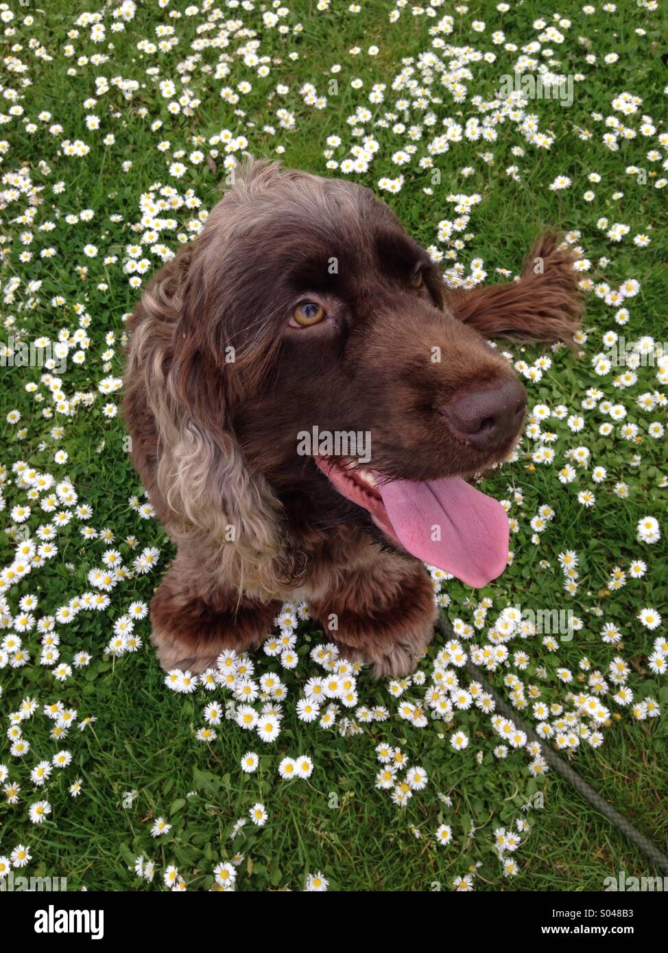 A chocolate English cocker spaniel dog posed around the daisies flowers ...