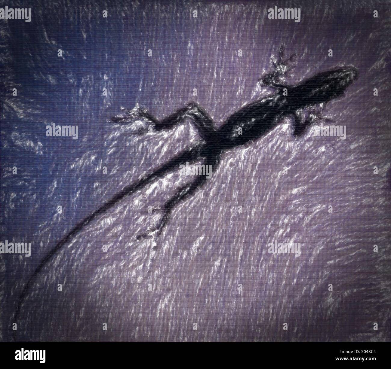 Lizard Fighting High Resolution Stock Photography and Images - Alamy