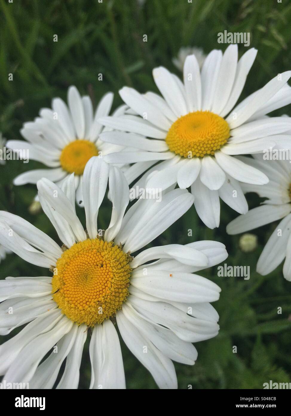 Daisys High Resolution Stock Photography and Images - Alamy