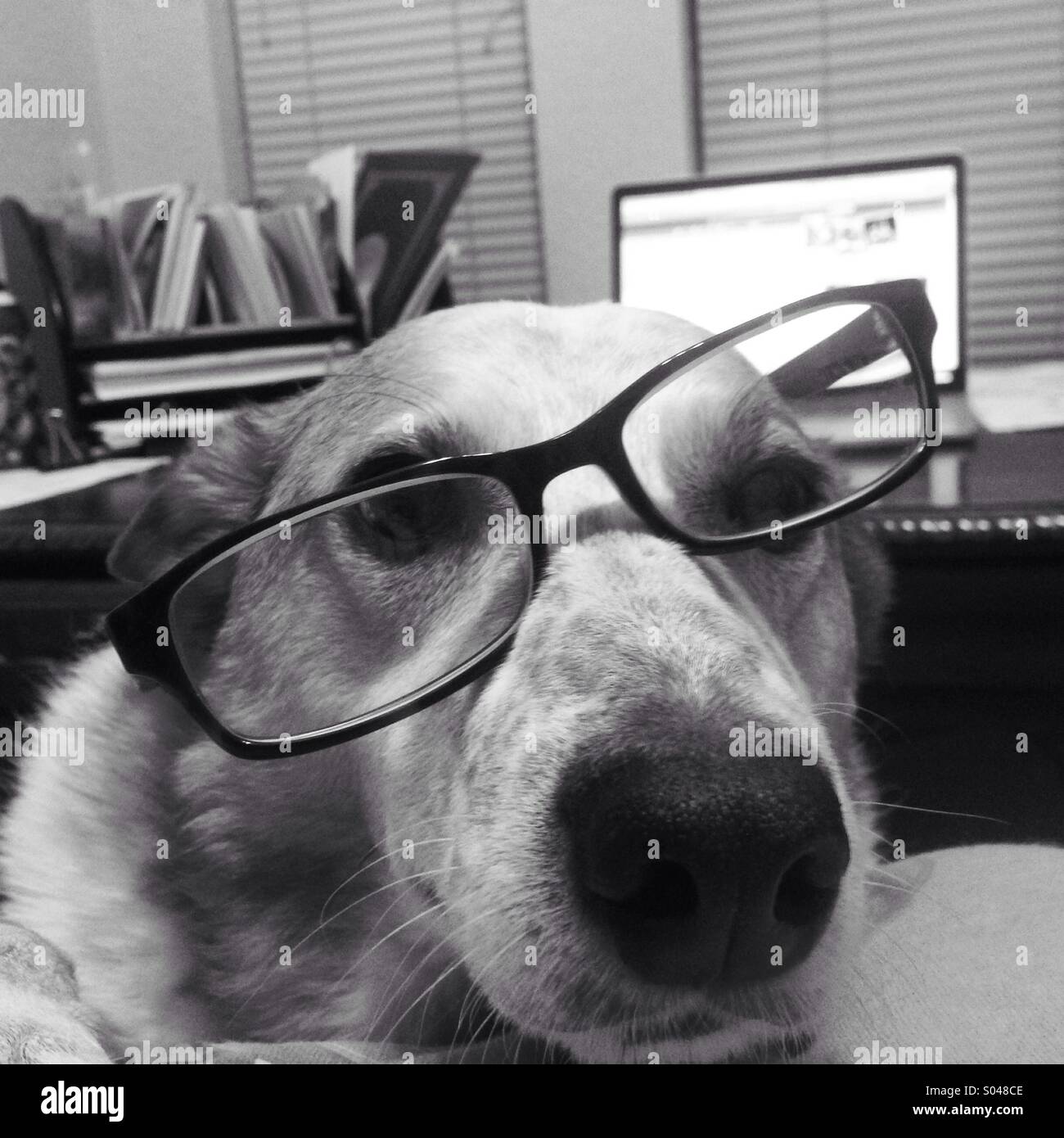 Studious hi-res stock photography and images - Alamy