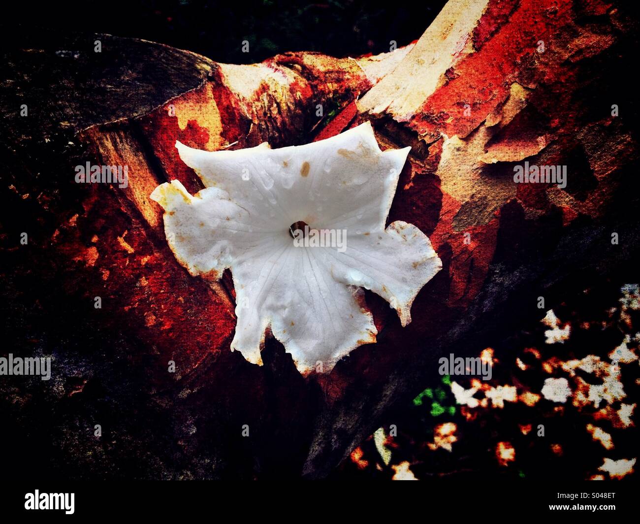 Decaying rhododendron petal on peeling branch Stock Photo - Alamy