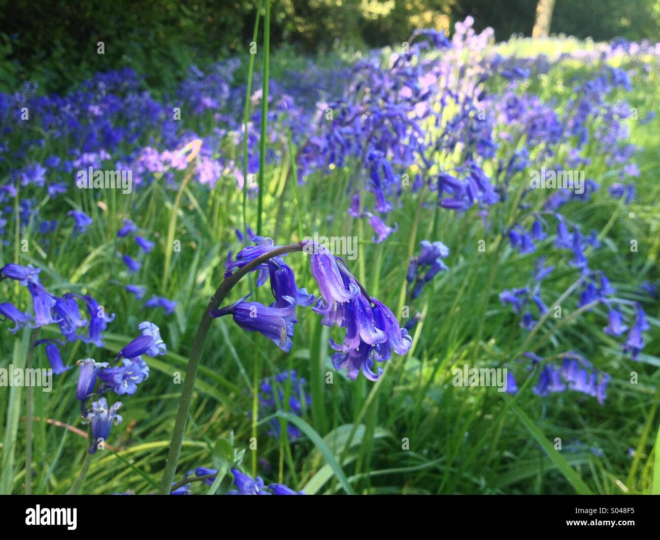 Late spring flowers hi-res stock photography and images - Alamy