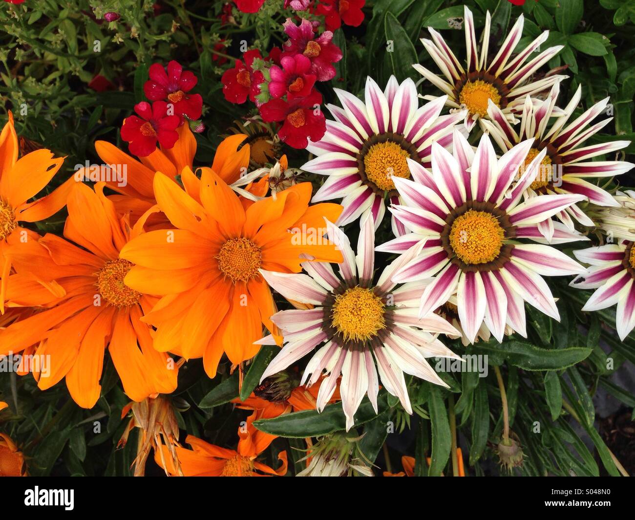 Happy flowers hi-res stock photography and images - Alamy