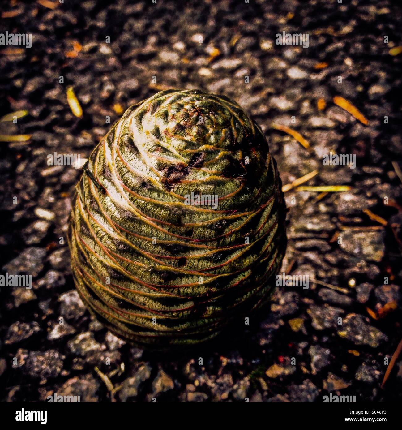 Cone from the tree hi-res stock photography and images - Alamy