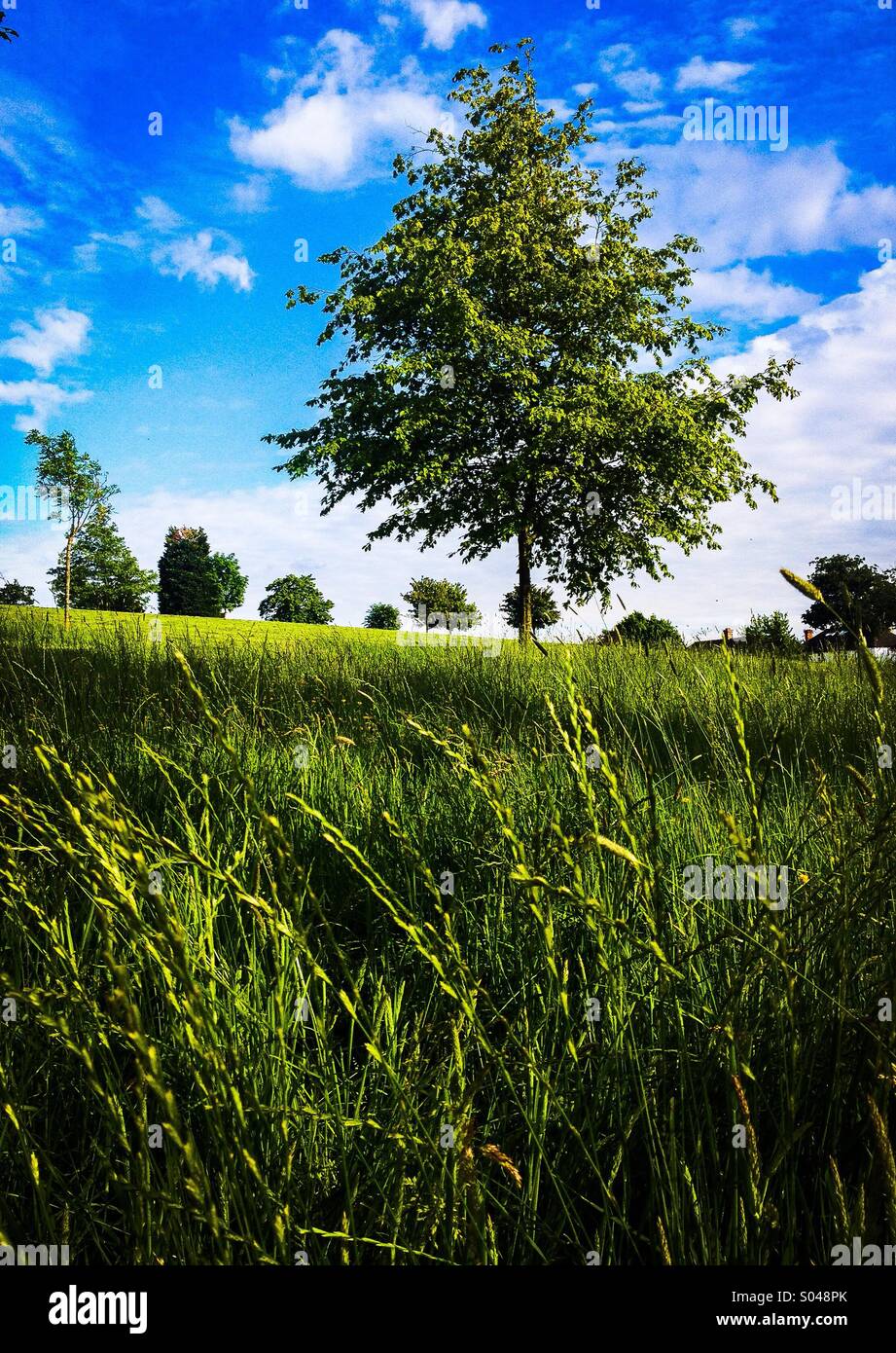 Sky And Grass Tree Background