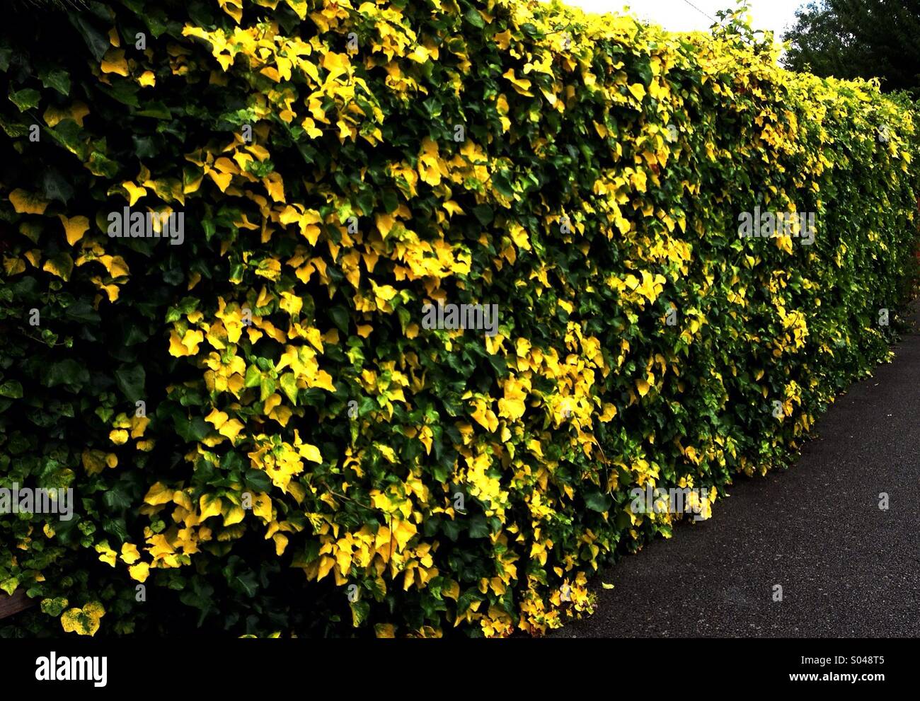 Variegated foliage hedge hi-res stock photography and images - Alamy