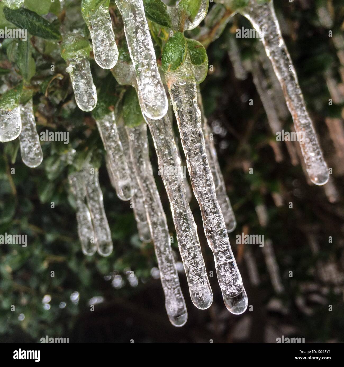 Icicles hang from the underside of bushes during an Atlanta, Georgia ...
