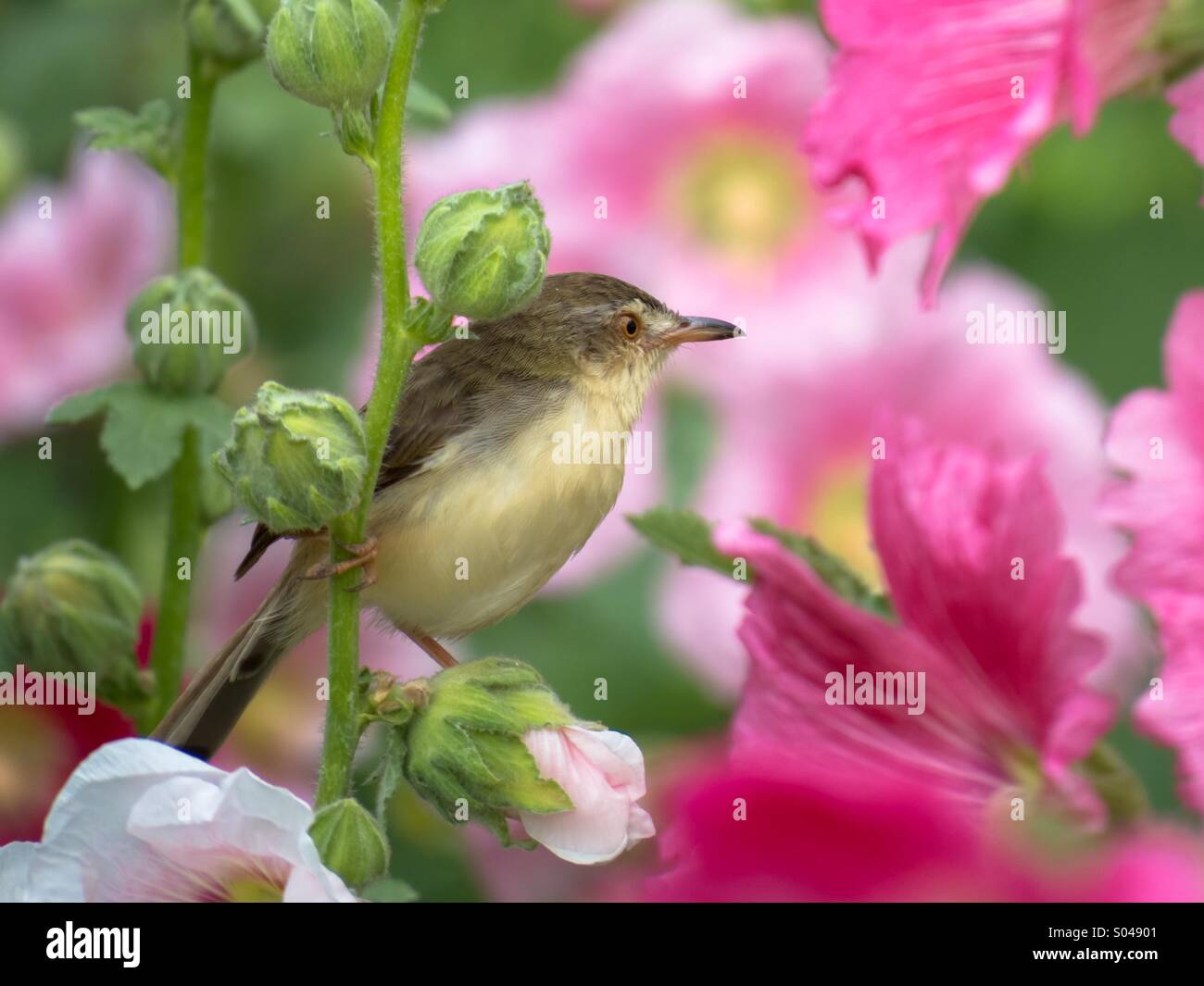 Prinia bird hi-res stock photography and images - Alamy