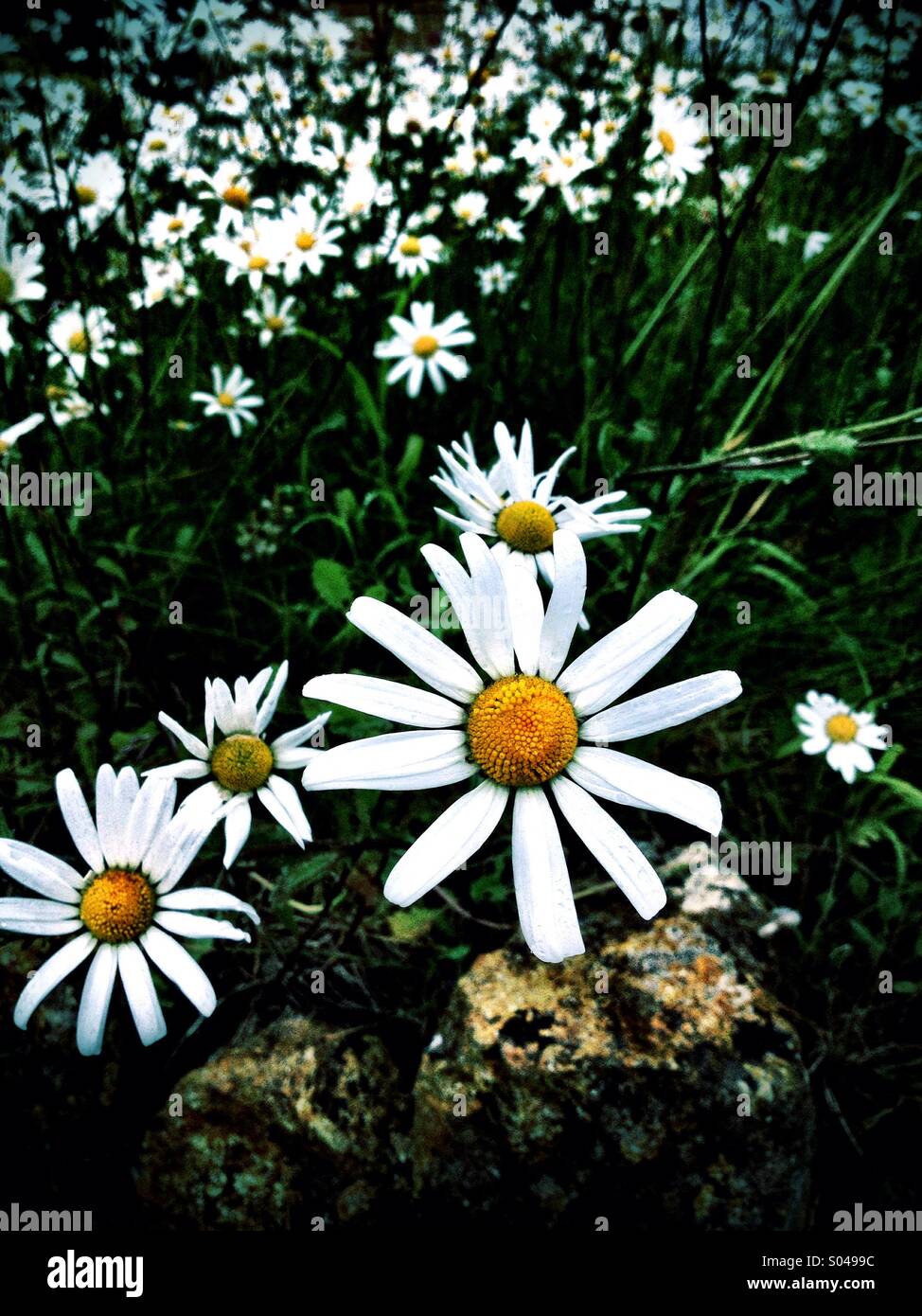Giant daisy field hi-res stock photography and images - Alamy