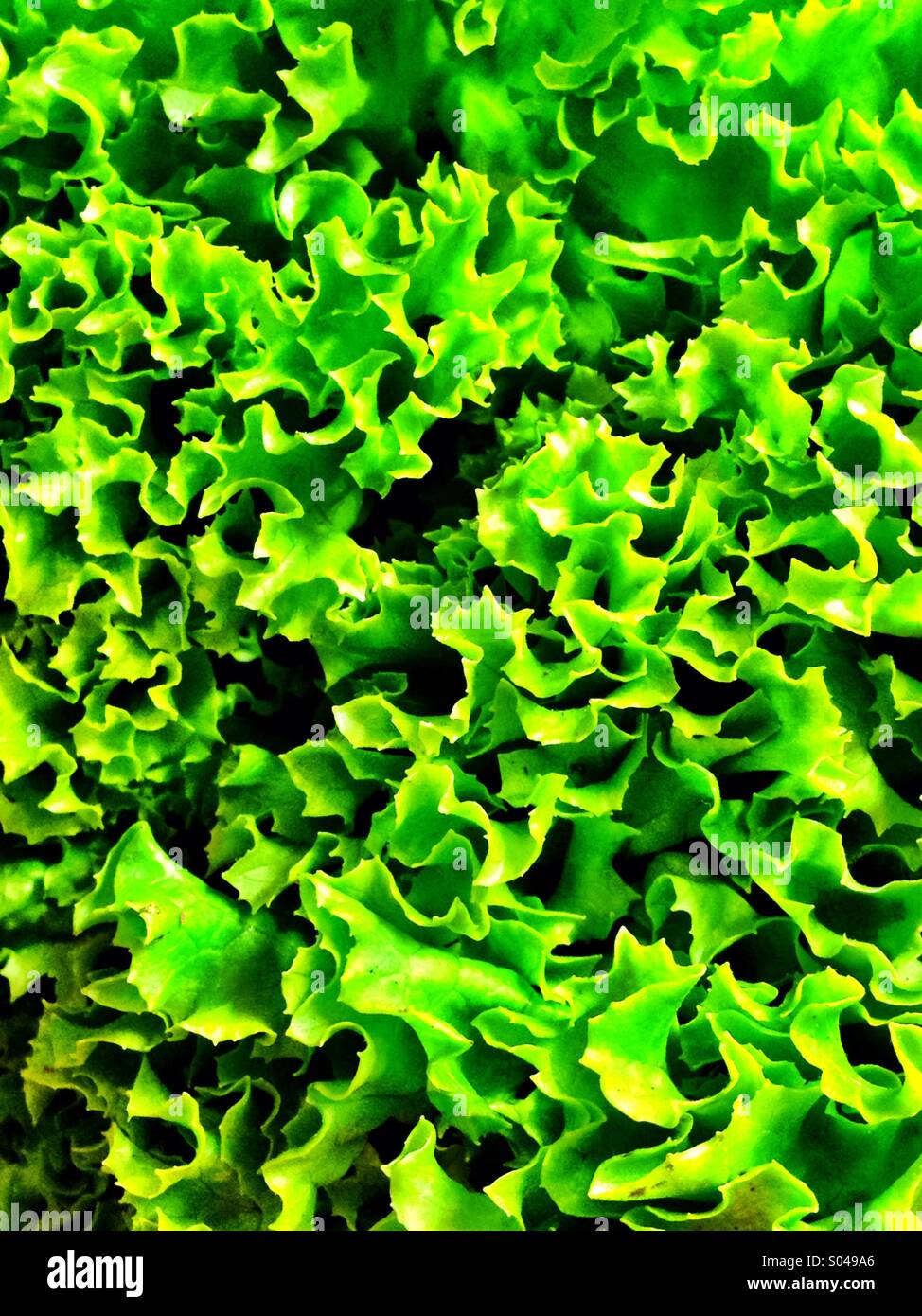 Salad texture hi-res stock photography and images - Alamy