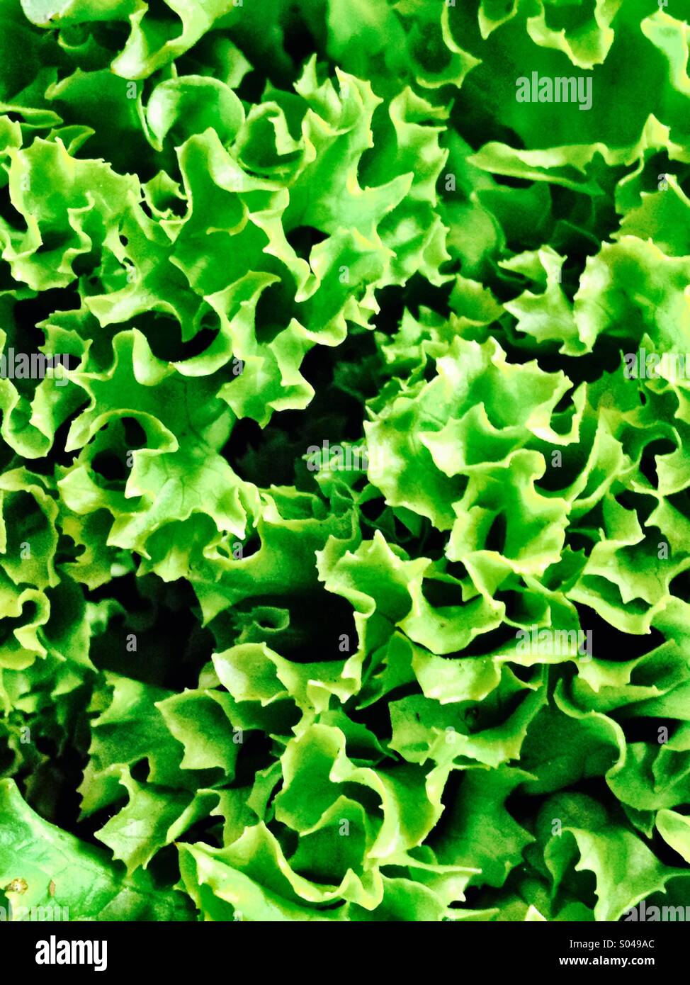 Salad texture hi-res stock photography and images - Alamy