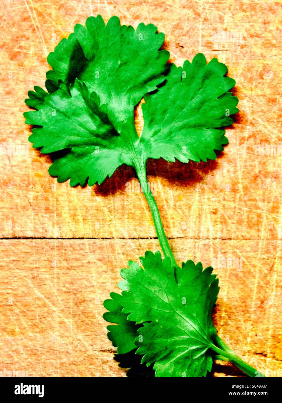Coriander herb hi-res stock photography and images - Alamy