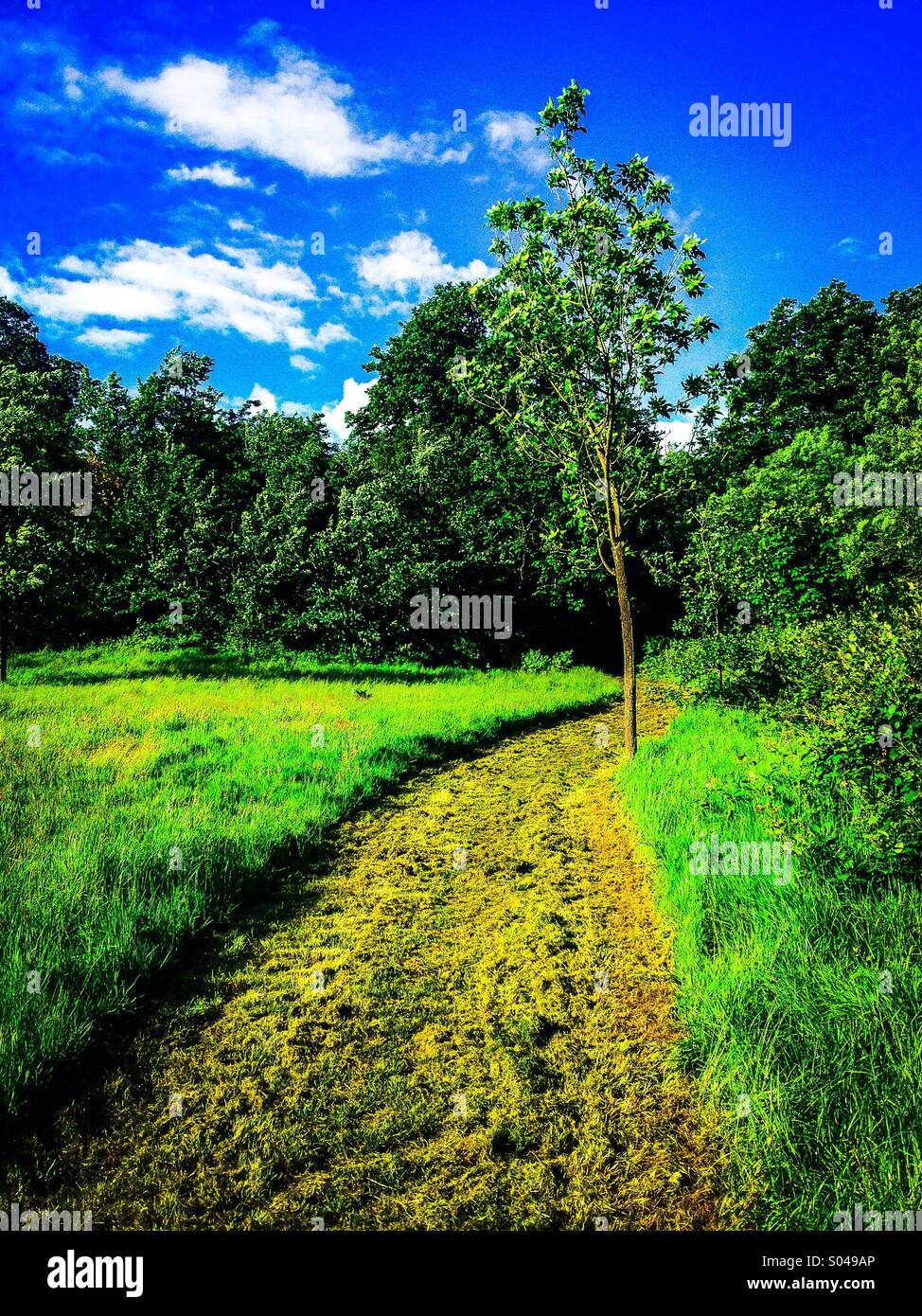 Mown path on a common Stock Photo - Alamy