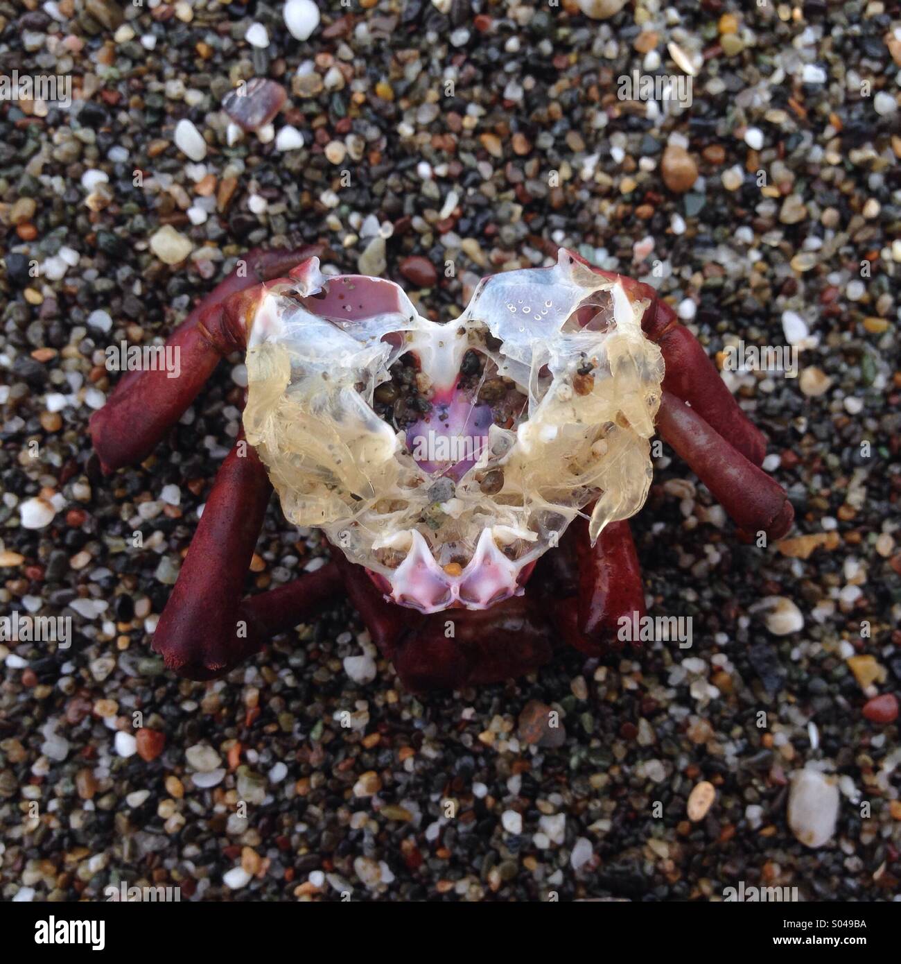 Heart crab hi-res stock photography and images - Alamy