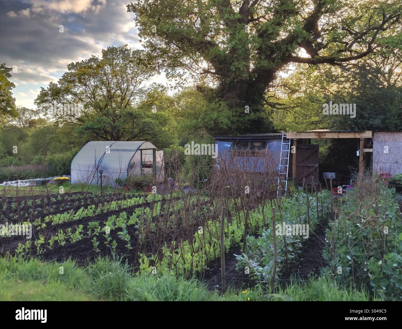 Veg plot hi-res stock photography and images - Alamy