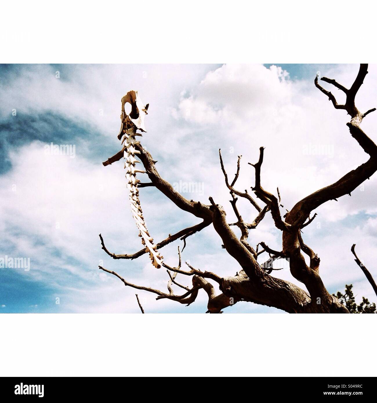 Animal spine in a tree Stock Photo - Alamy