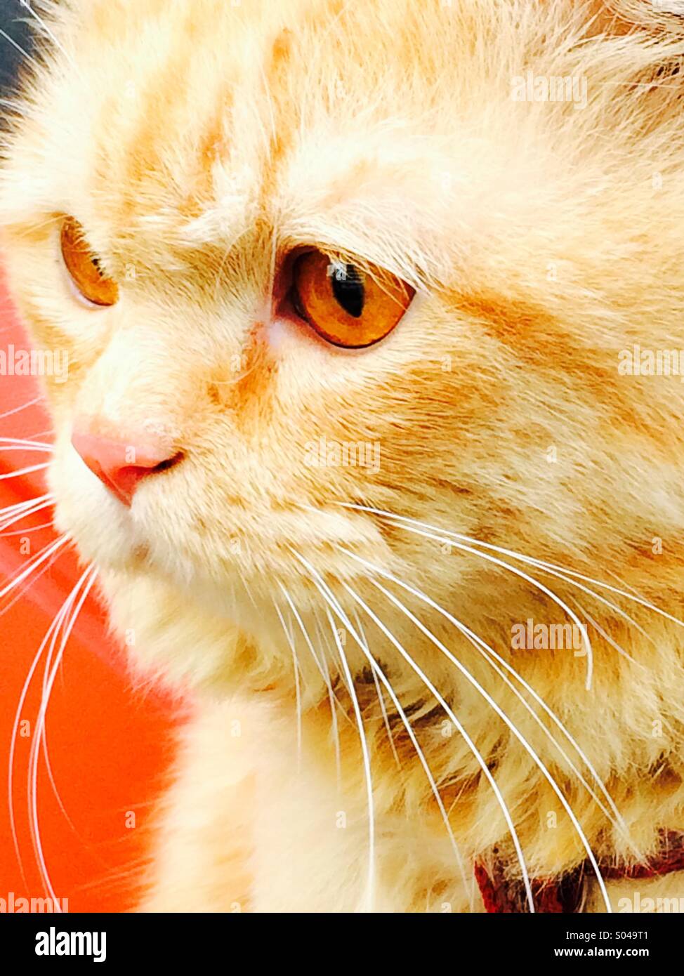 Orange cat lovely Stock Photo - Alamy