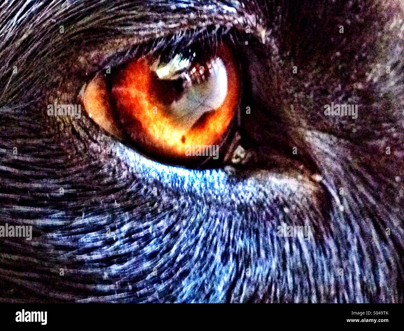 Eye of a dog Stock Photo - Alamy