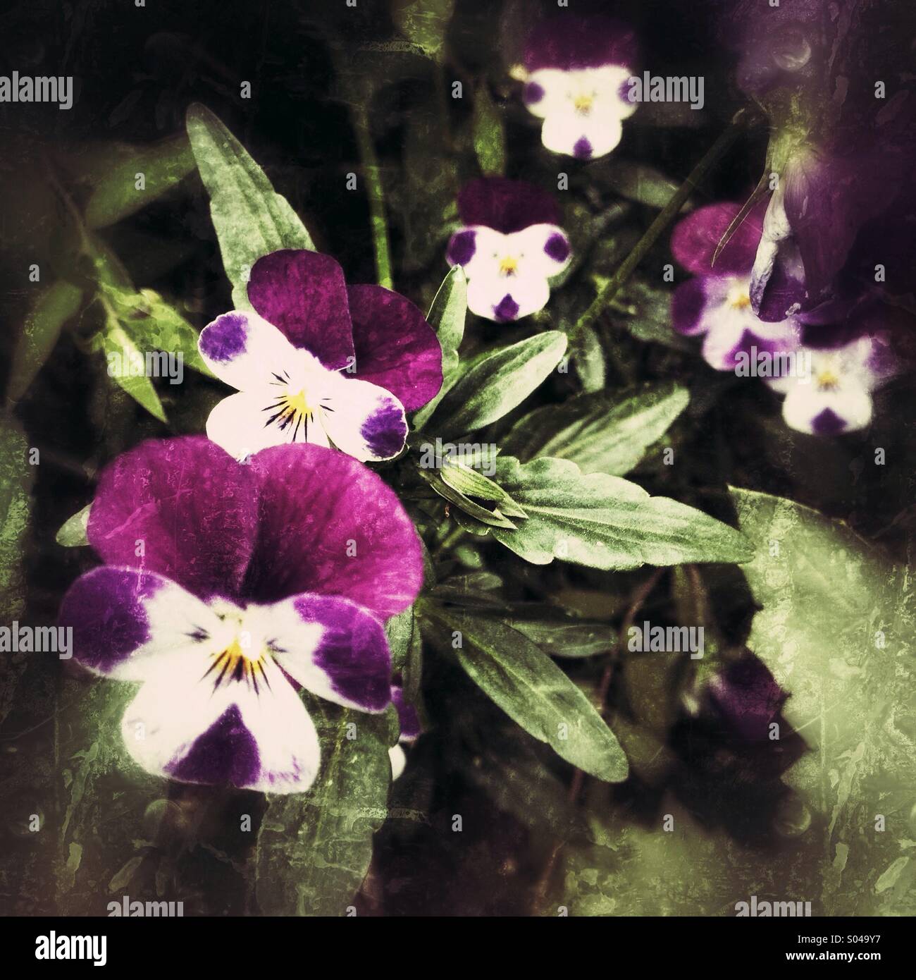 Wild pansies hi-res stock photography and images - Alamy