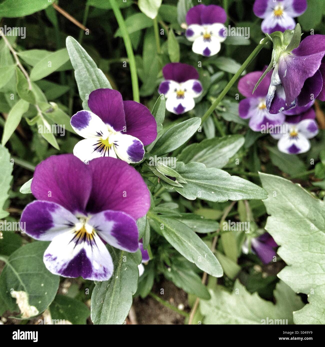 Wild pansies hi-res stock photography and images - Alamy