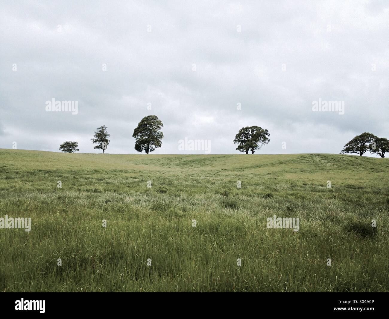 Five trees hi-res stock photography and images - Alamy