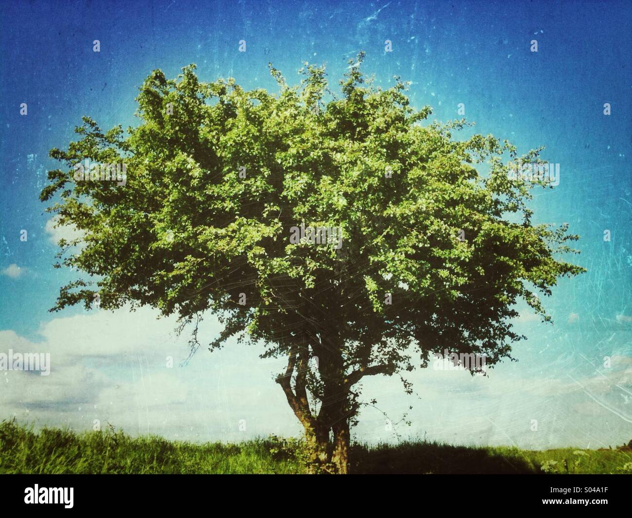 Tree with grunge effect applied Stock Photo - Alamy