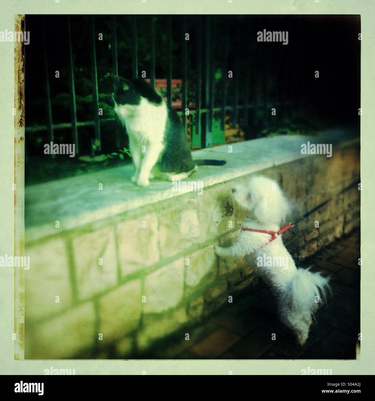 Cat and dog Stock Photo - Alamy