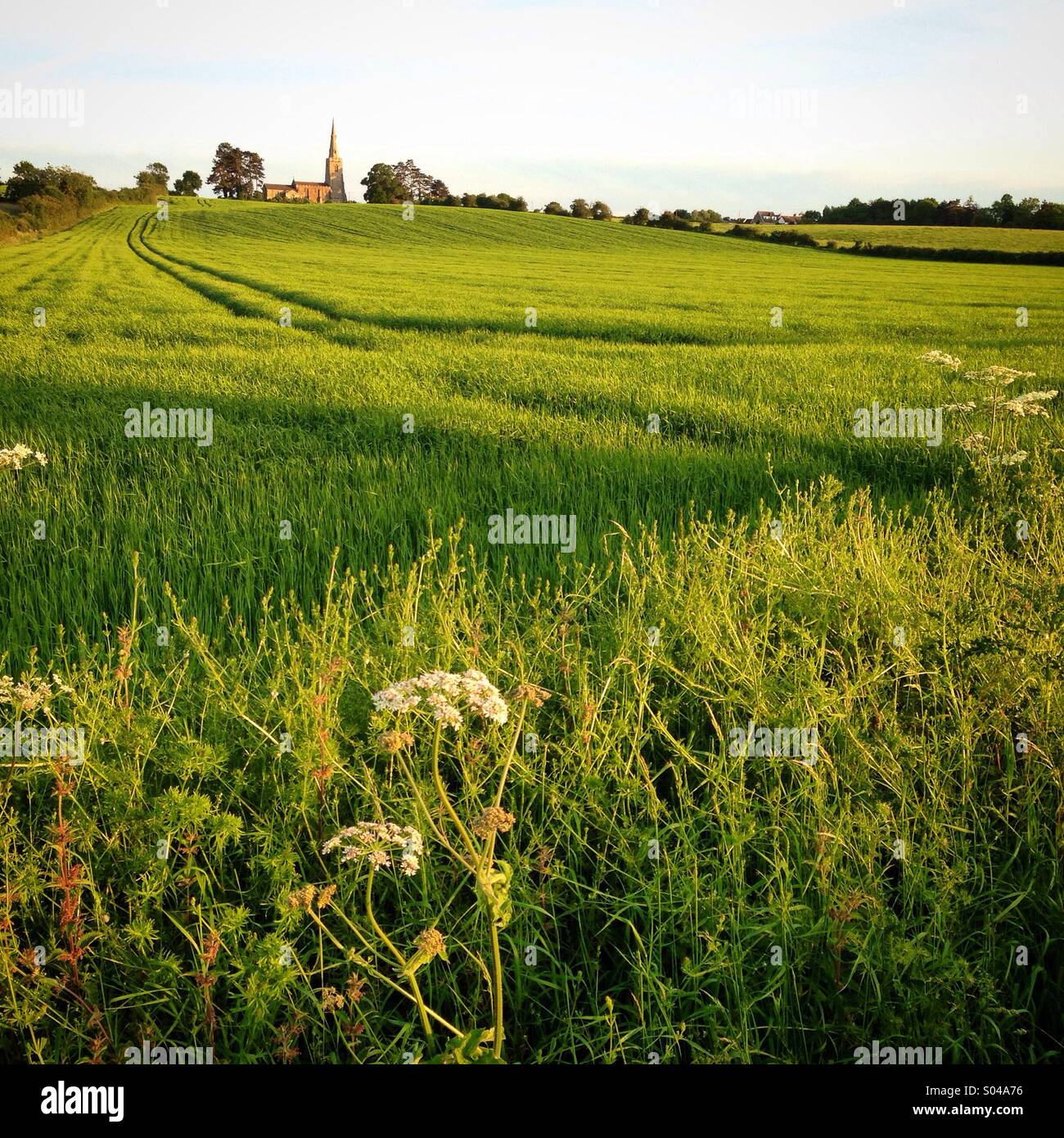 Conservation Land alongside field of wheat with church in background ...