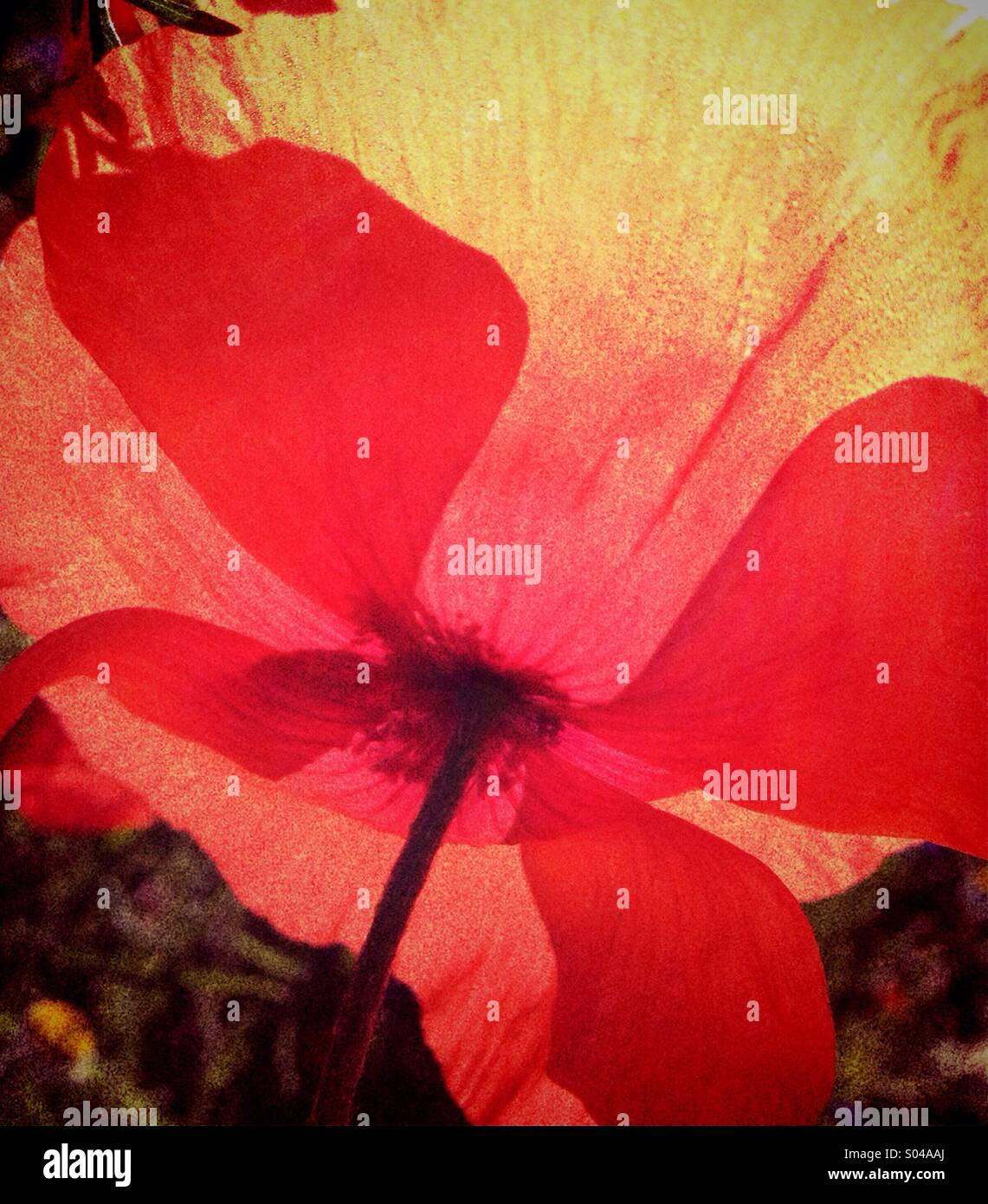 Petal petals hi-res stock photography and images - Alamy