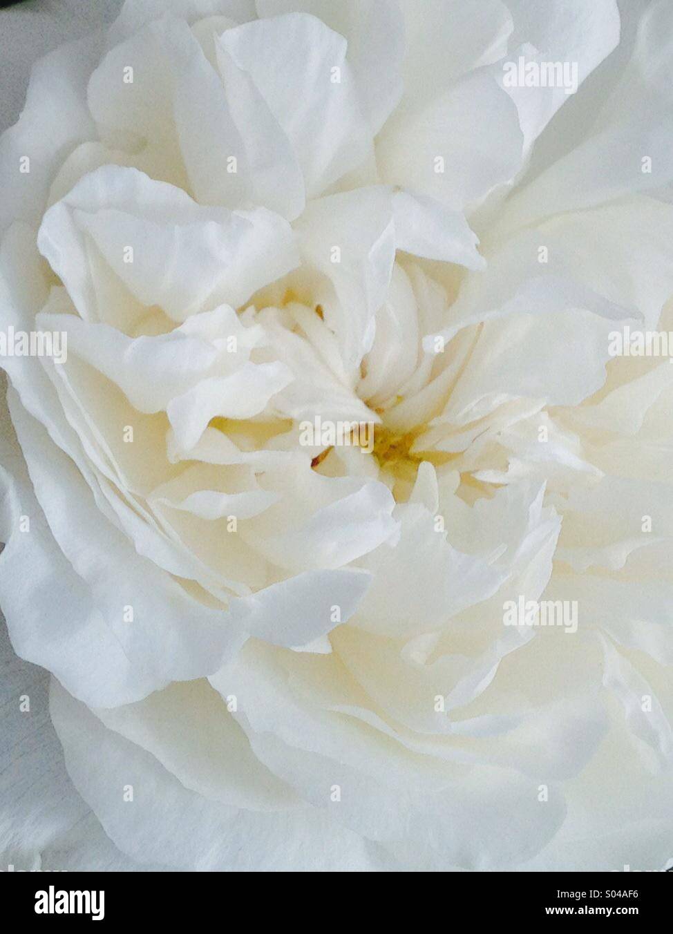Many petalled rose hi-res stock photography and images - Alamy