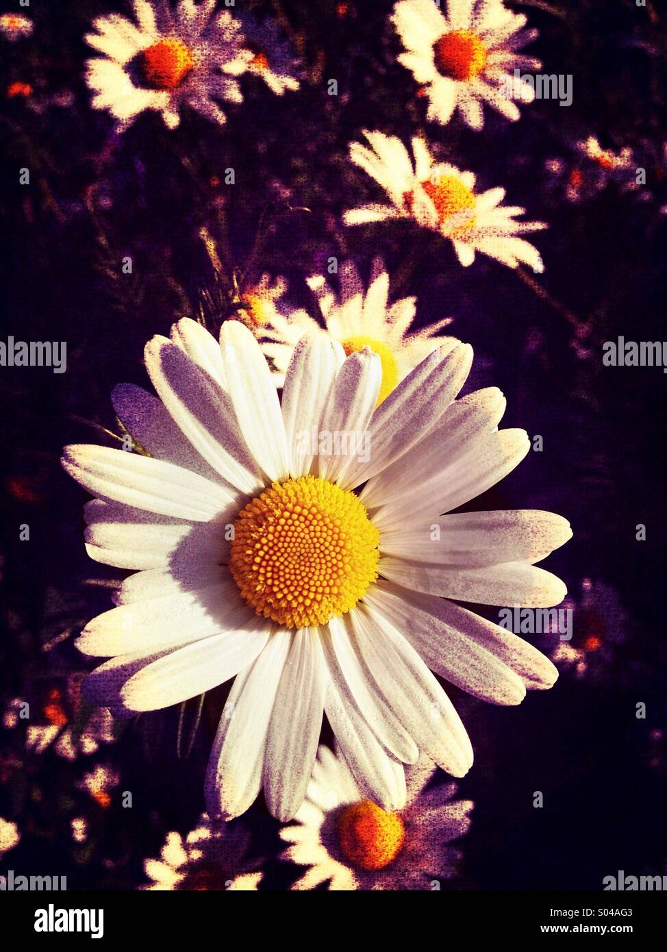 Close up of daisy head Stock Photo - Alamy
