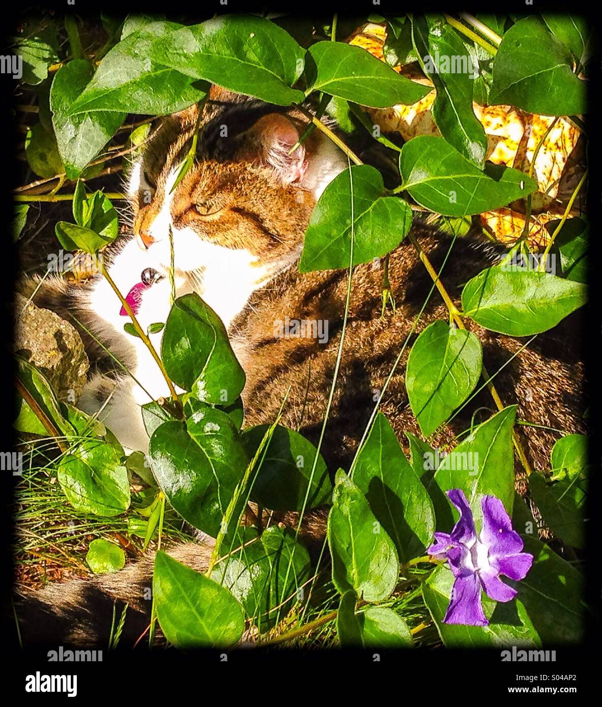 Sunshine cat hi-res stock photography and images - Alamy