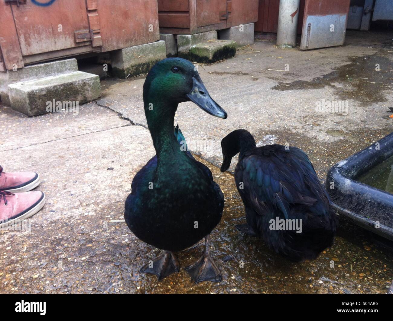 Farm yard green hi-res stock photography and images - Alamy