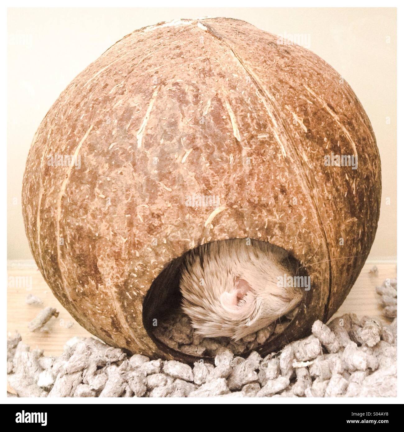 Hamster sleep hi-res stock photography and images - Alamy