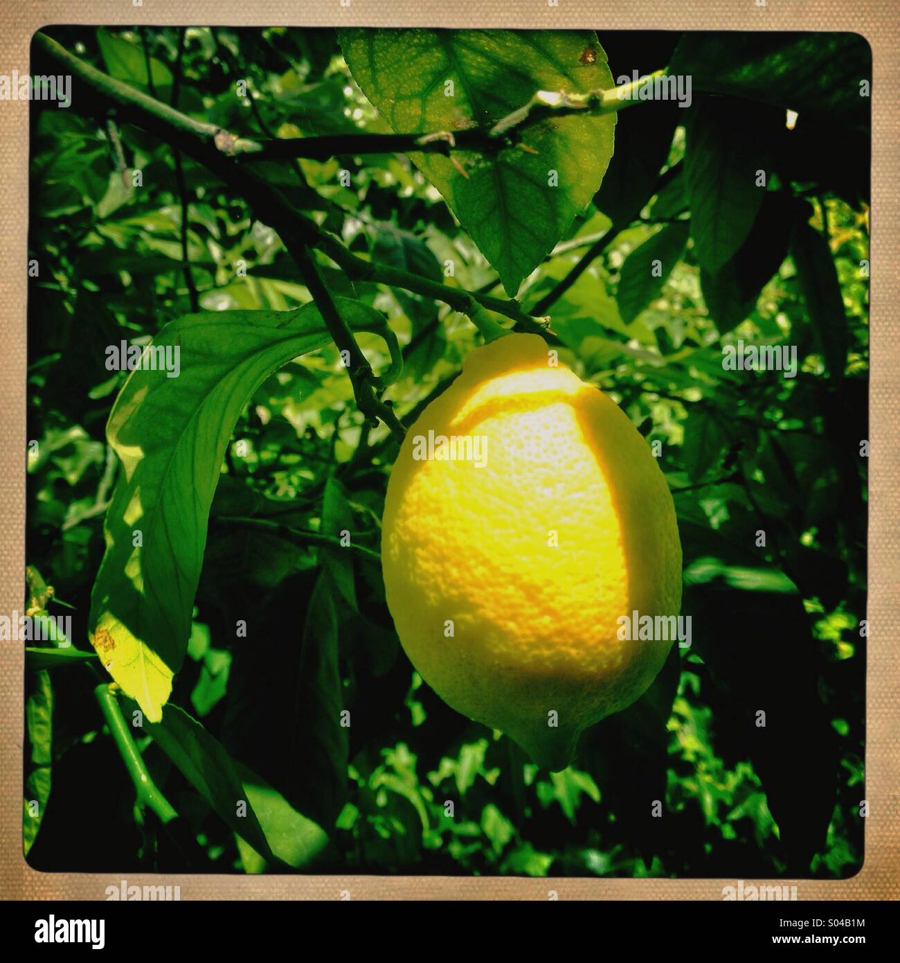 Lemon on a tree Stock Photo - Alamy