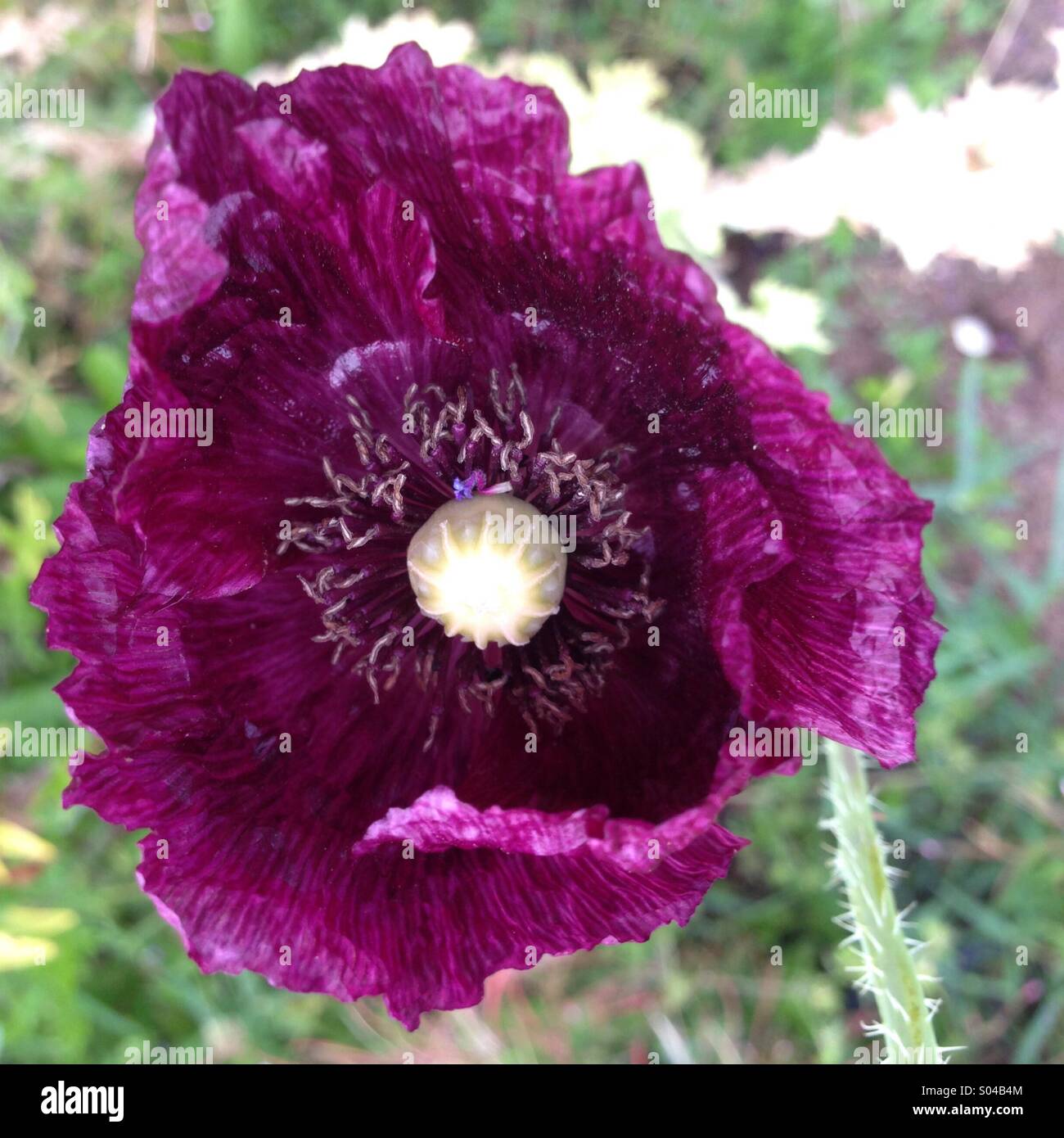 Purple poppy hi-res stock photography and images - Alamy