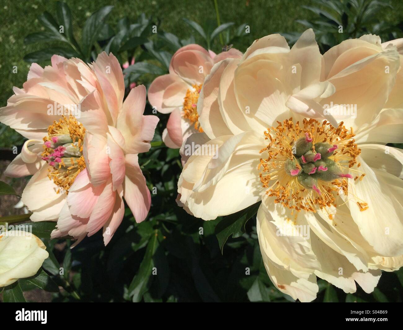 For the Roses Stock Photo - Alamy
