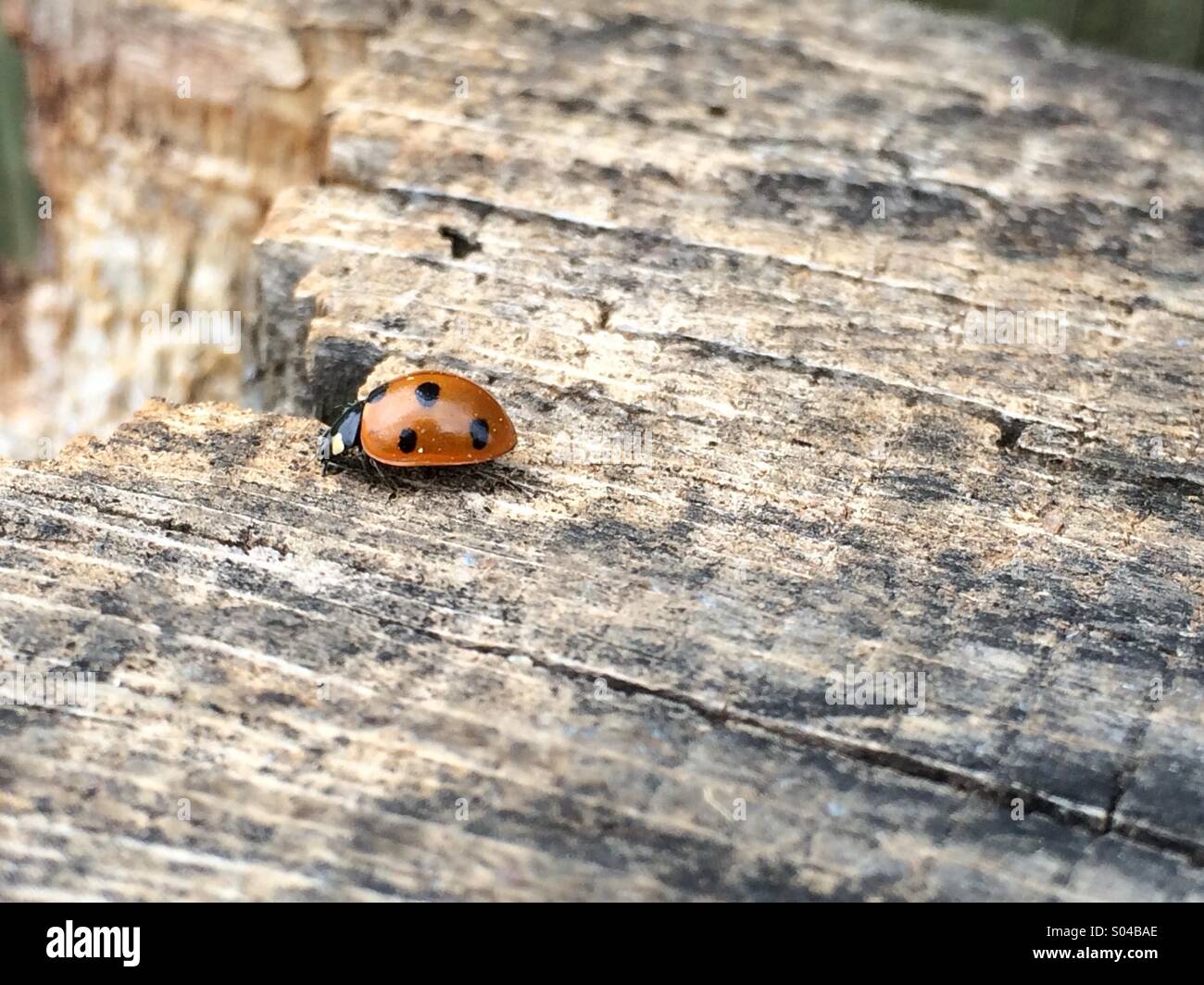 Zoomed in ladybug hi-res stock photography and images - Alamy