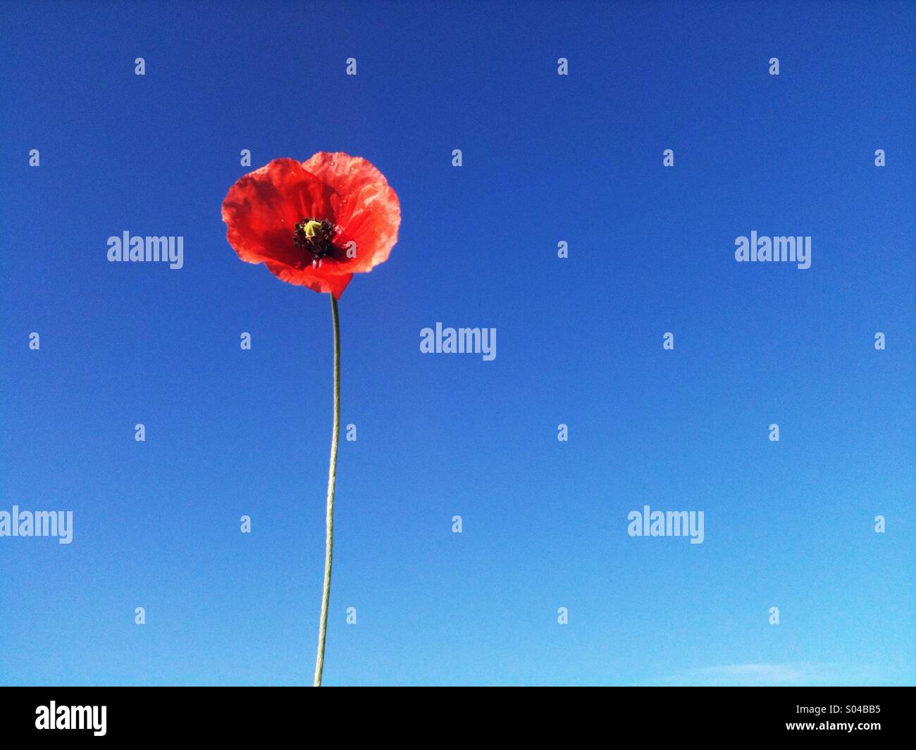 Poppy and flower single uk smartphone stock photos and images - Alamy