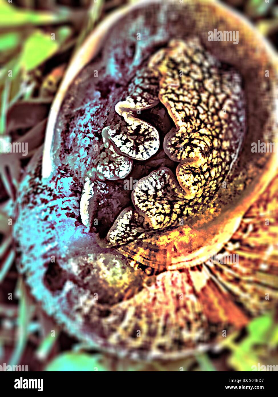 Close up of snail retreating into shell Stock Photo - Alamy