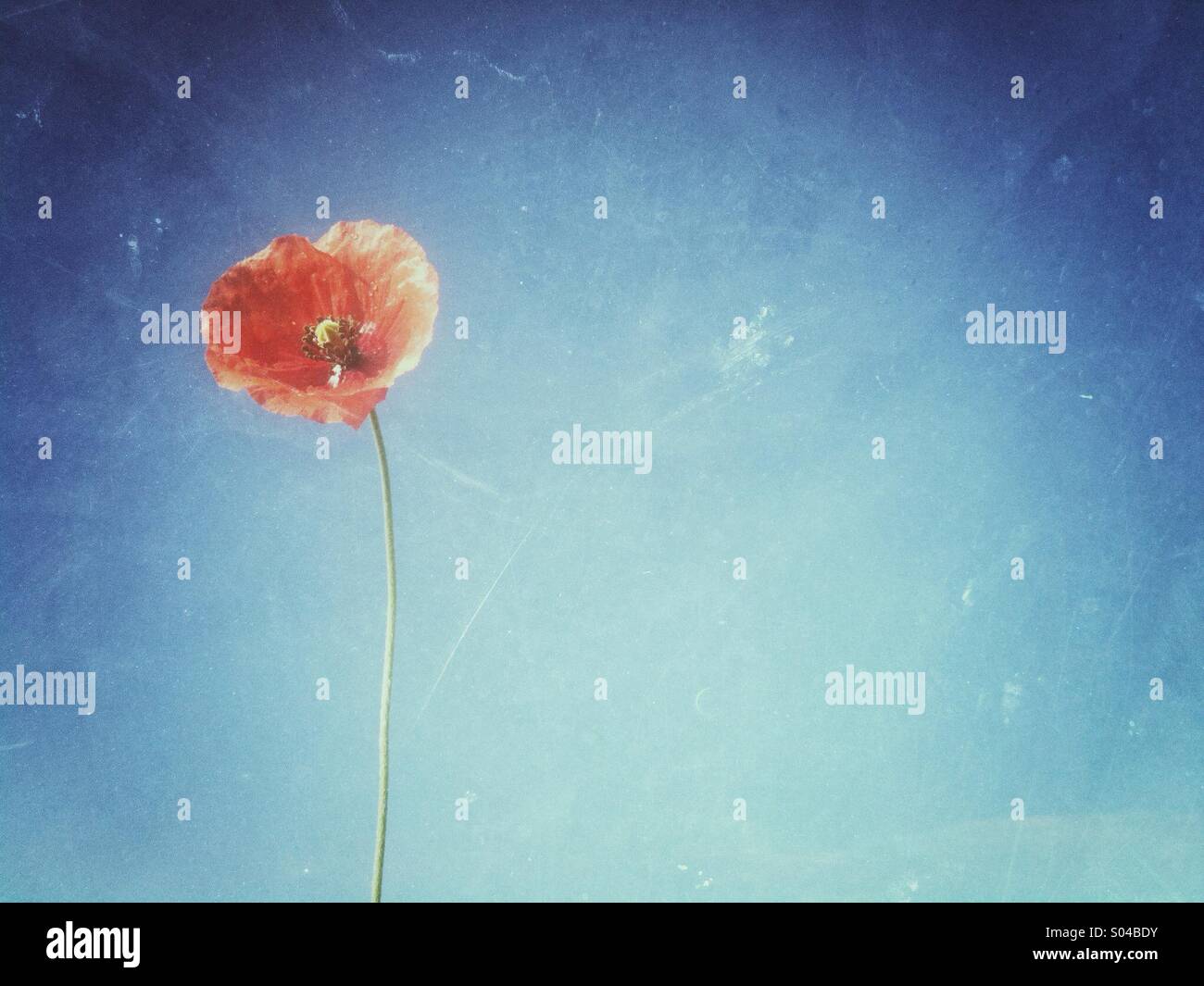 Single red poppy with grunge-scratch effect applied Stock Photo - Alamy