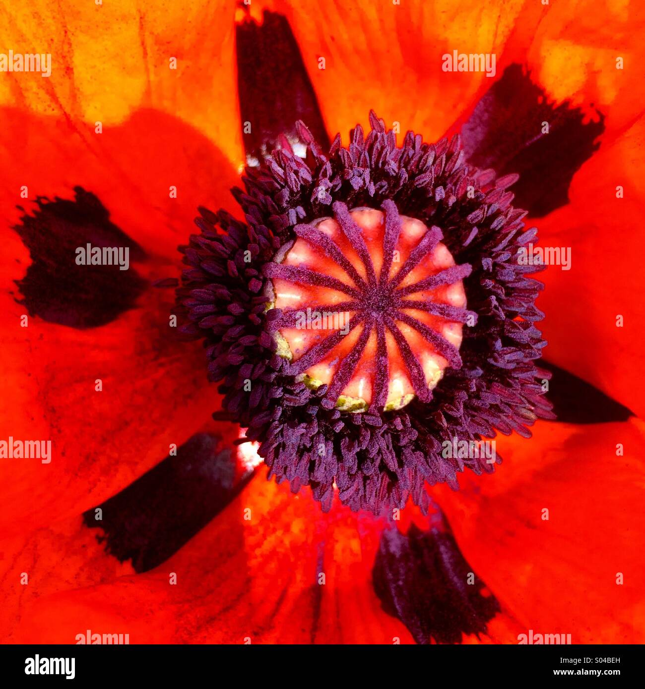 Centre of poppy hi-res stock photography and images - Alamy