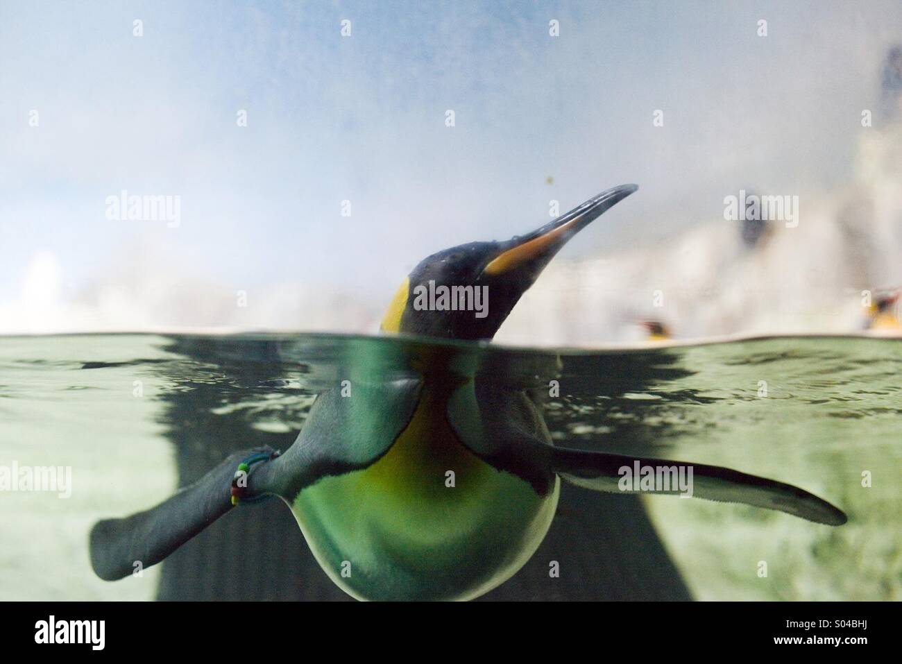 Penguin swimming hi-res stock photography and images - Alamy