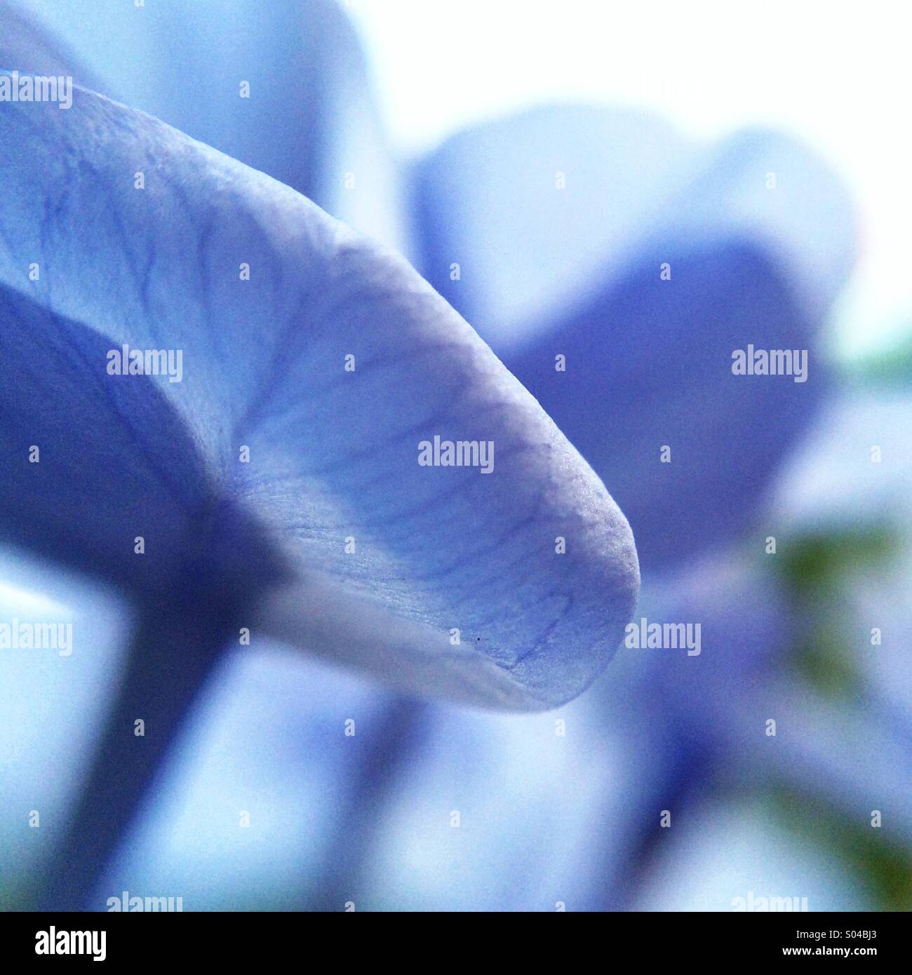 Flower petals hi-res stock photography and images - Alamy