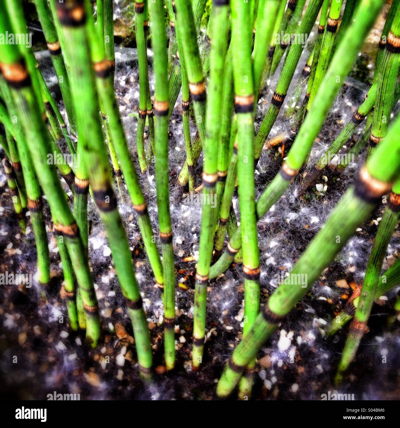 Bamboos hi-res stock photography and images - Alamy