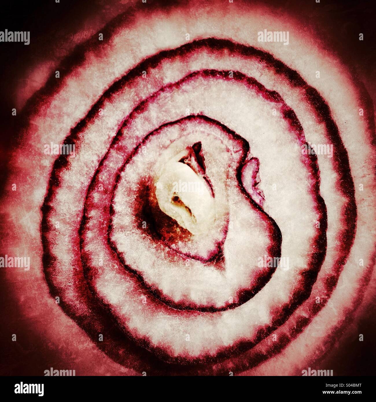 Sliced red onion Stock Photo - Alamy Sliced red onion Stock Photo - Alamy
